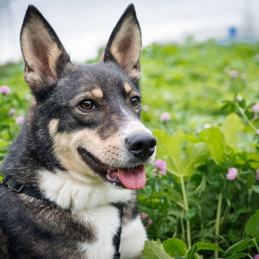 Робкий Стёпа в добрые руки