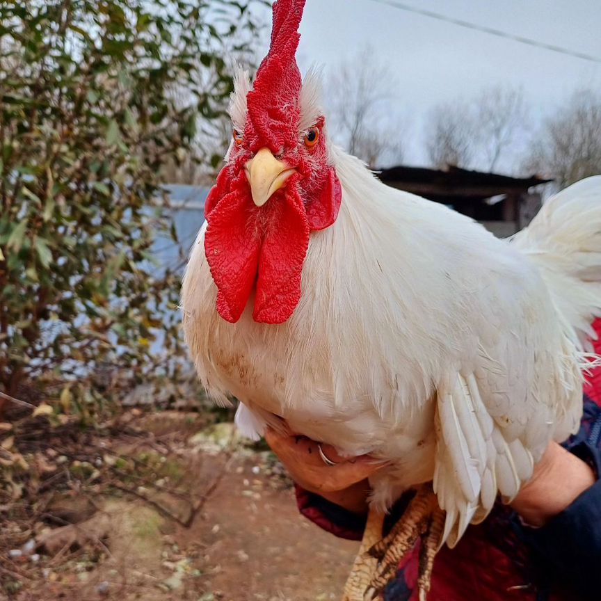 Молодые петухи