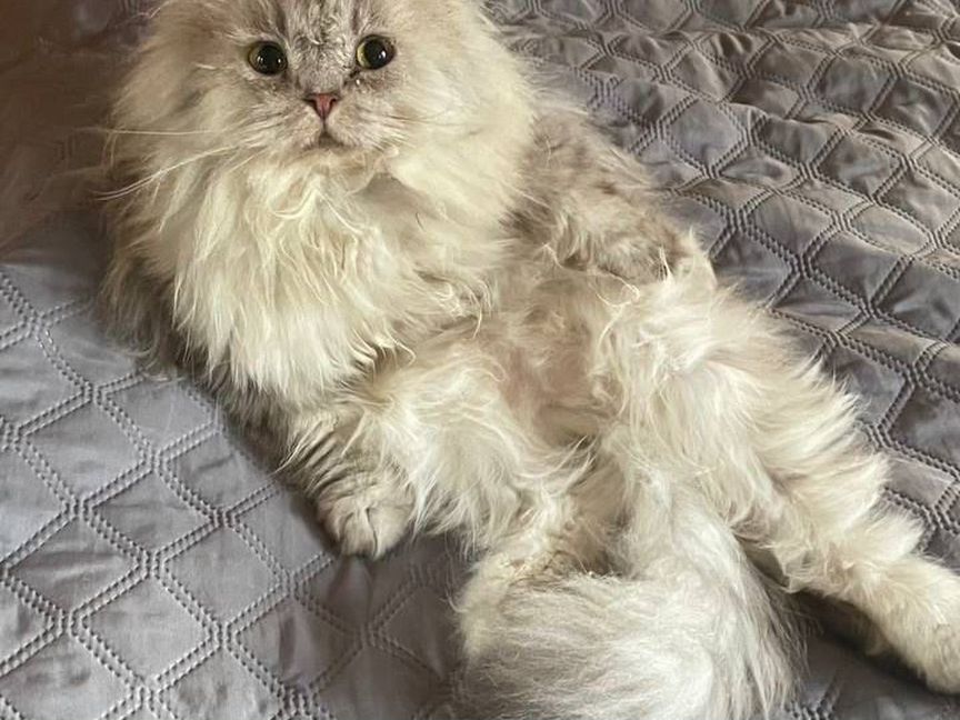 Домовёнок в поиске дома