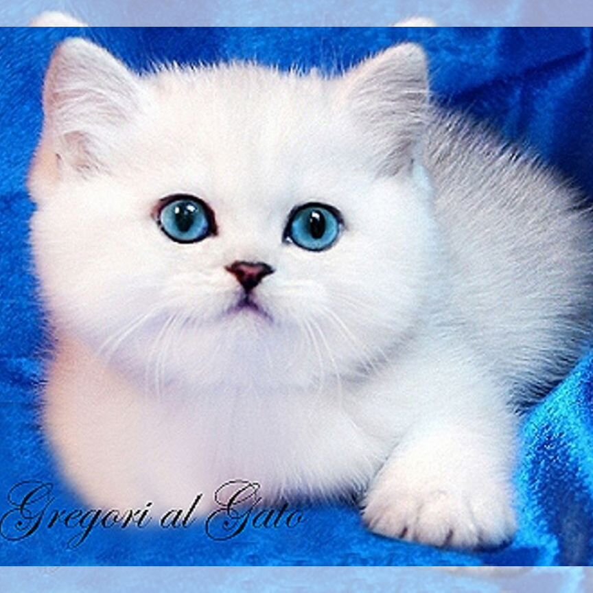 Британский короткошёрстный котёнок