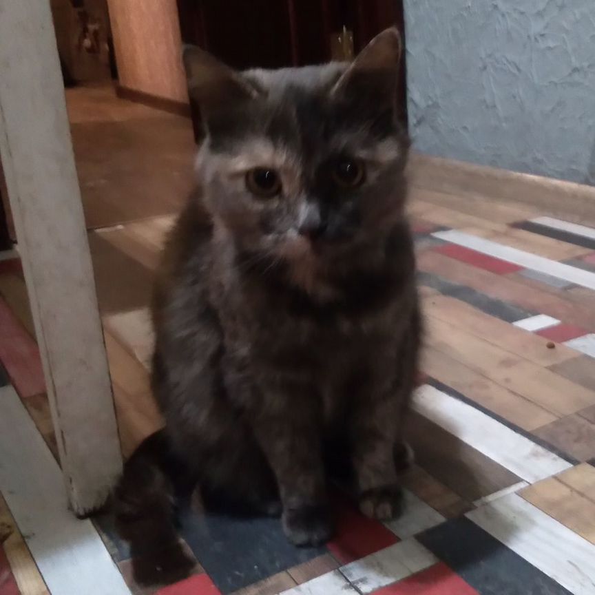 Взрослая, кошка в добрые руки