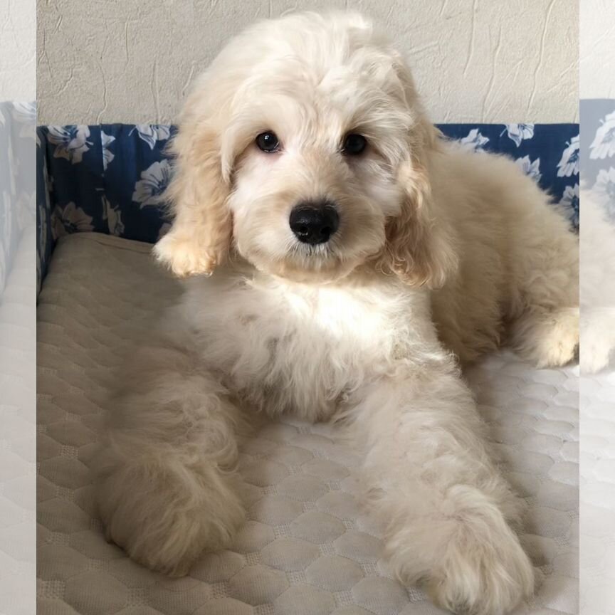 Щенок кокапу