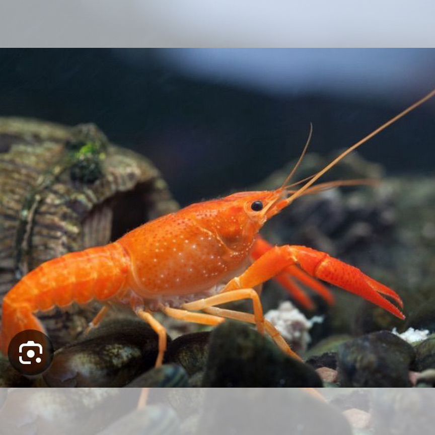 Мексиканский рак