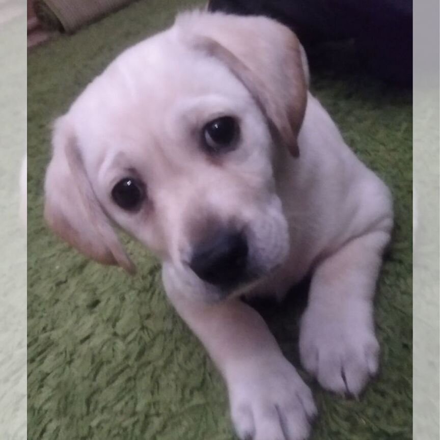 Щенок в добрые руки