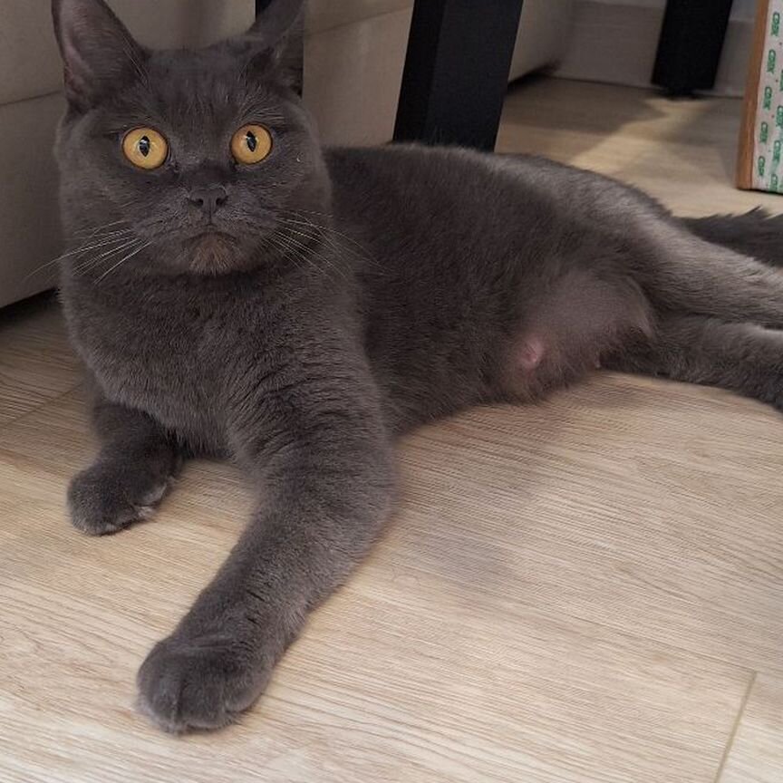 Британский длинношёрстный котёнок