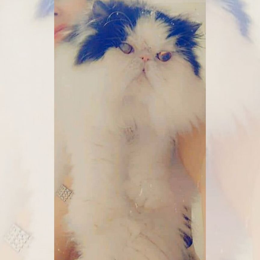 Персидский котик