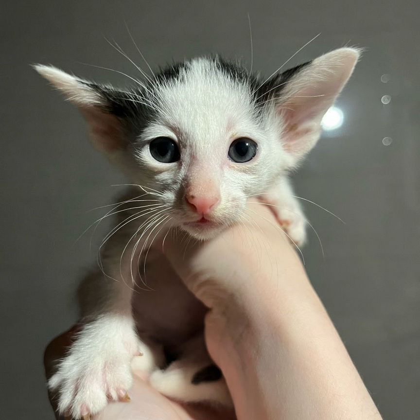 Ориентальный котёнок