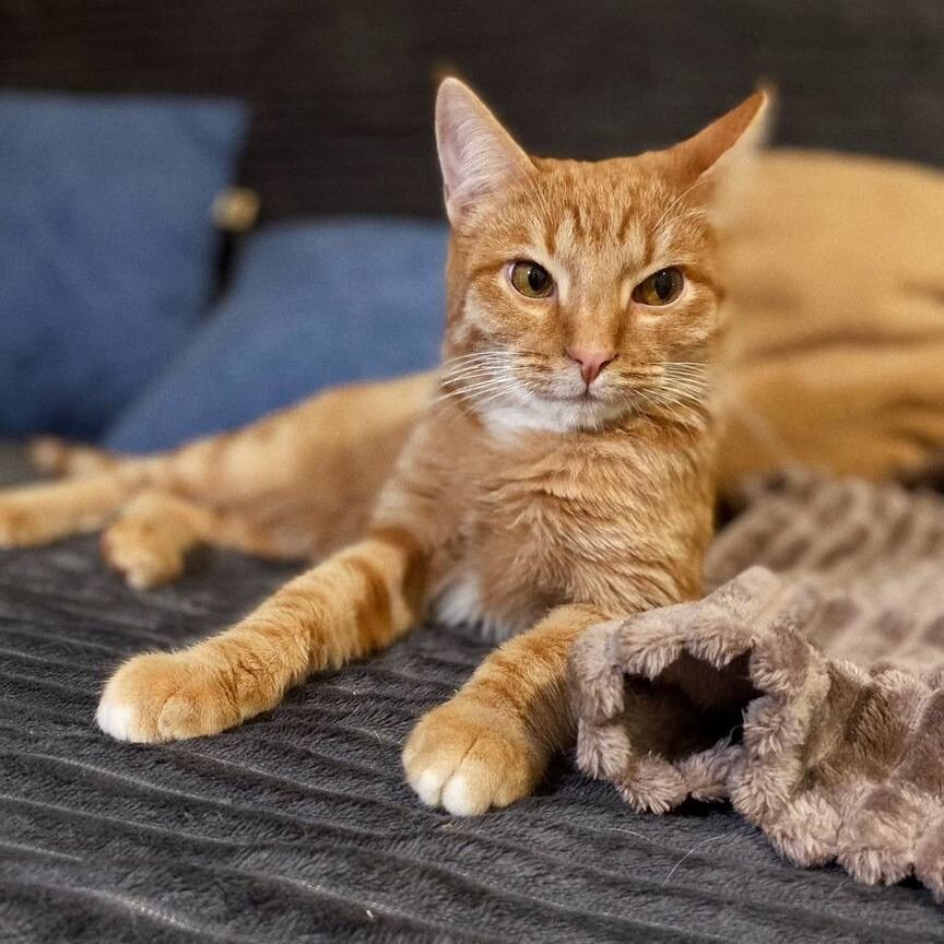 Рыжий котик Юто