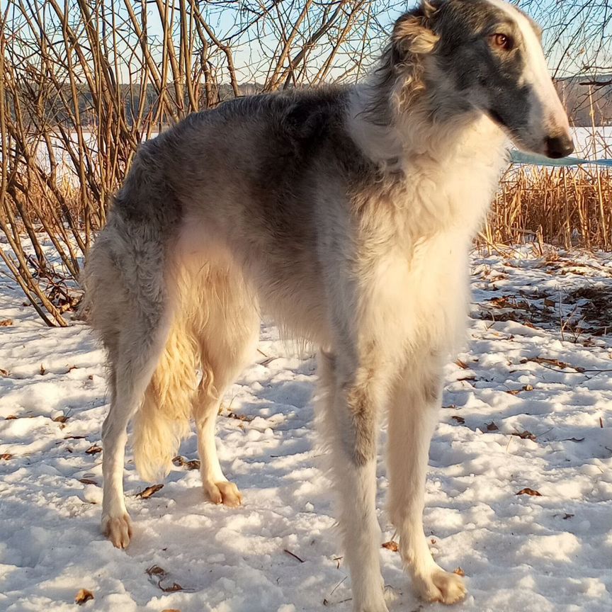 Русская псовая борзая бесплатно