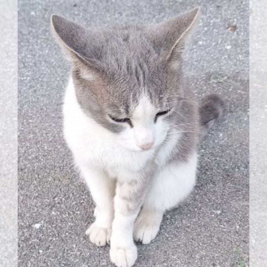 Взрослый кот в добрые руки