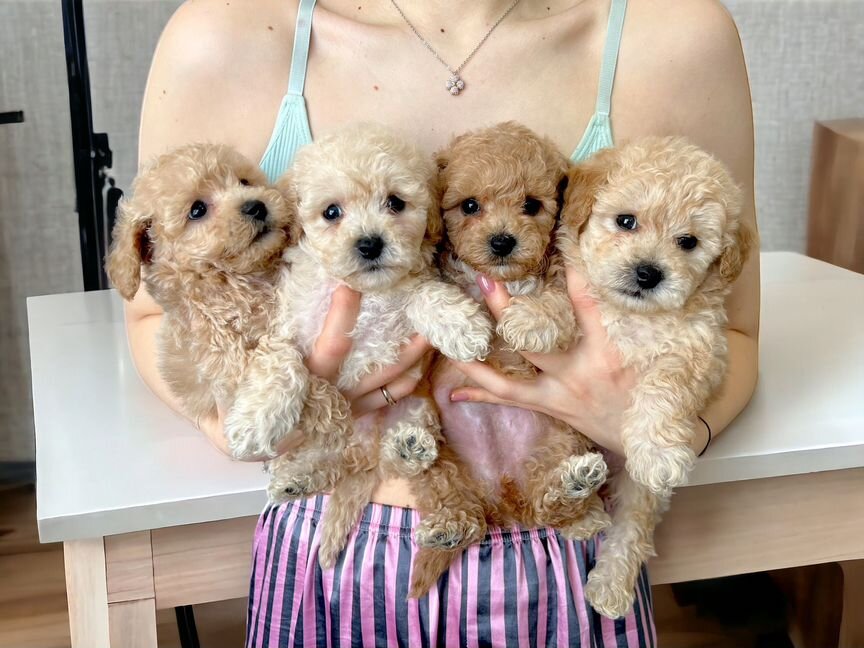 Мальтипу f1 mini baby face