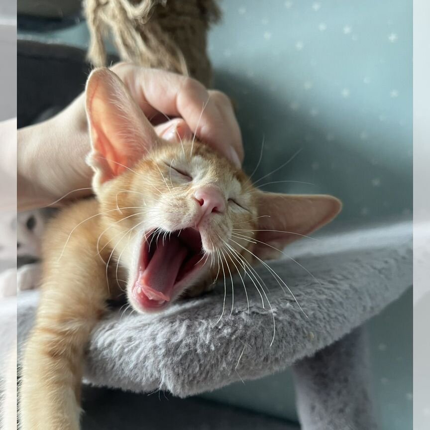 Ориентальный котёнок