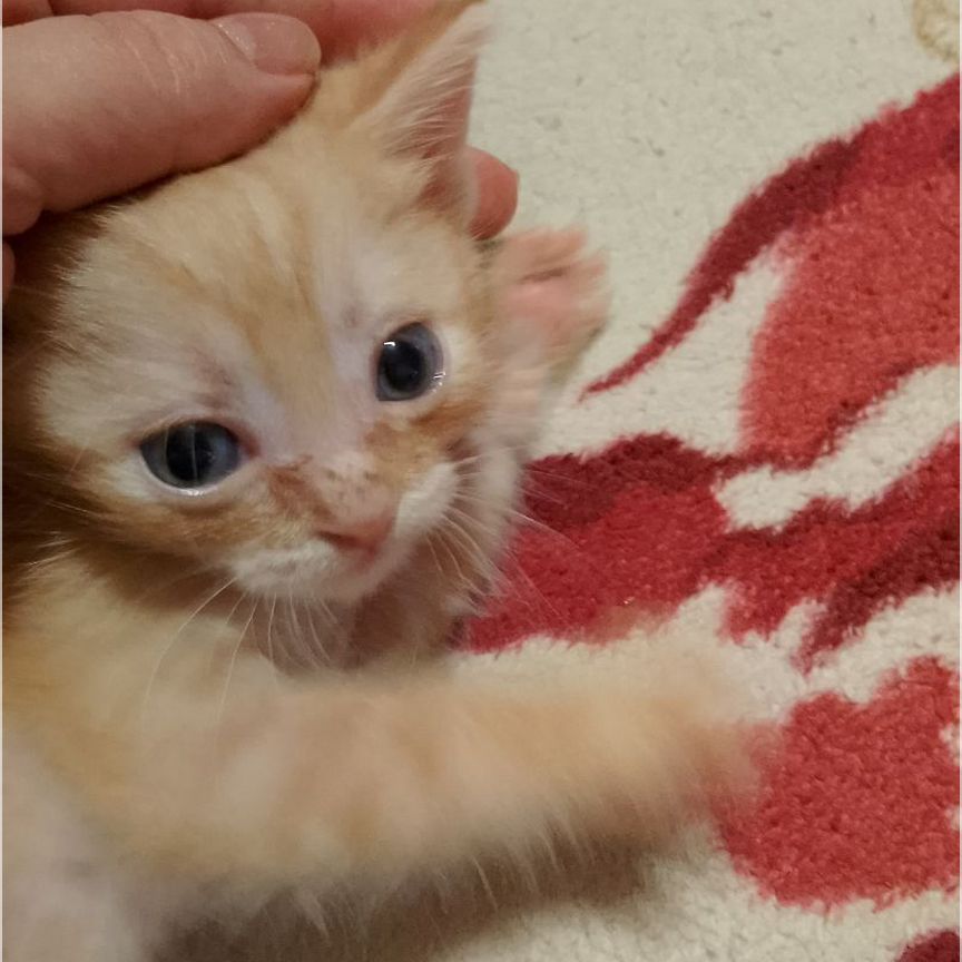 Котёнок в добрые руки