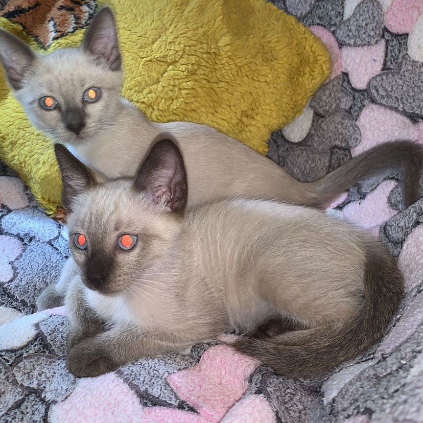 Котята мальчик и девочка 3 месяца породистые