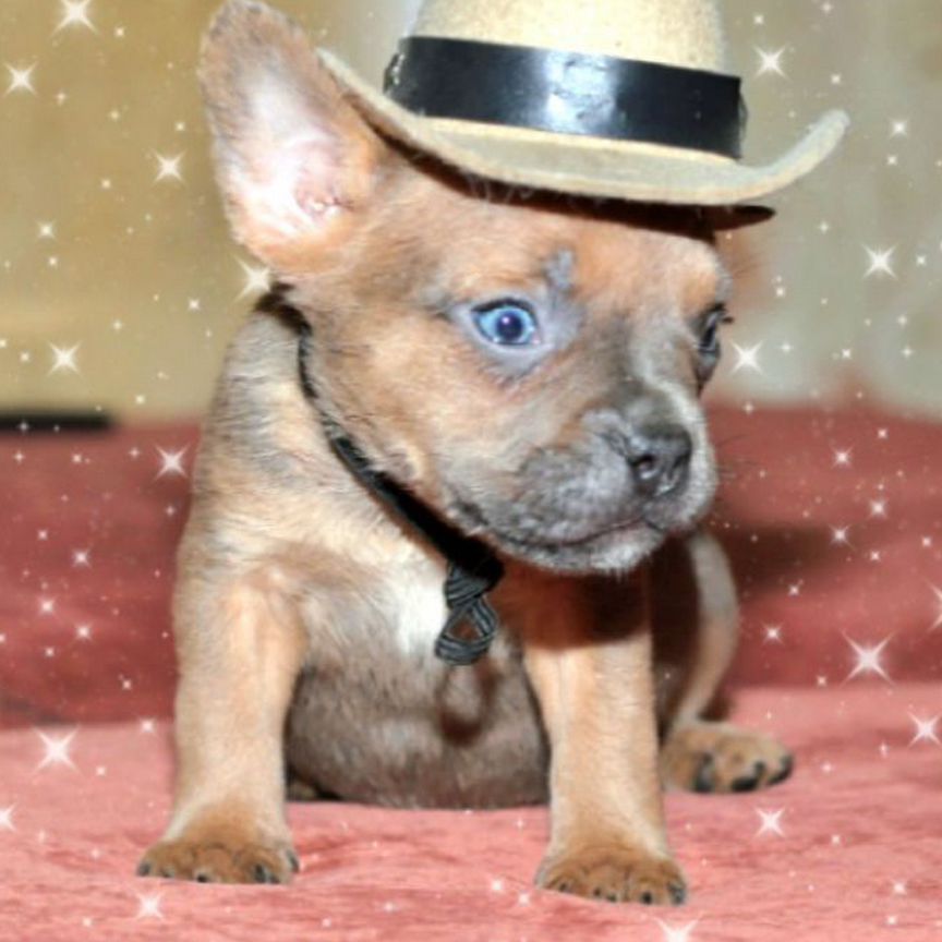 Американский булли, щенок