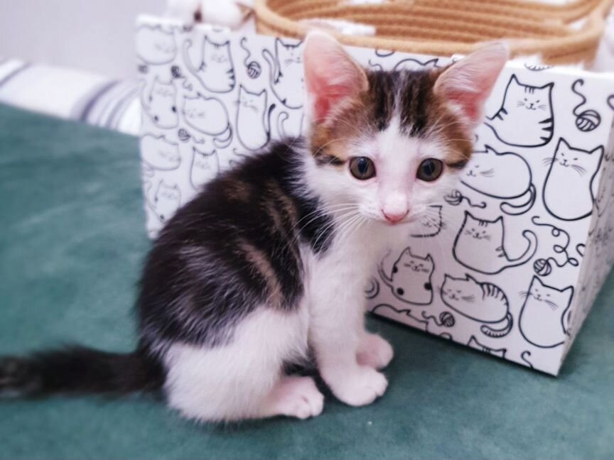 Добрый, ласковый котёнок, мальчик