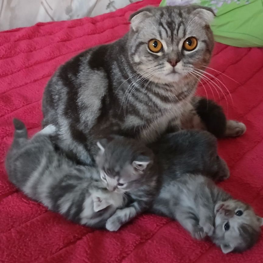 Шотландский вислоухий короткошёрстный котёнок