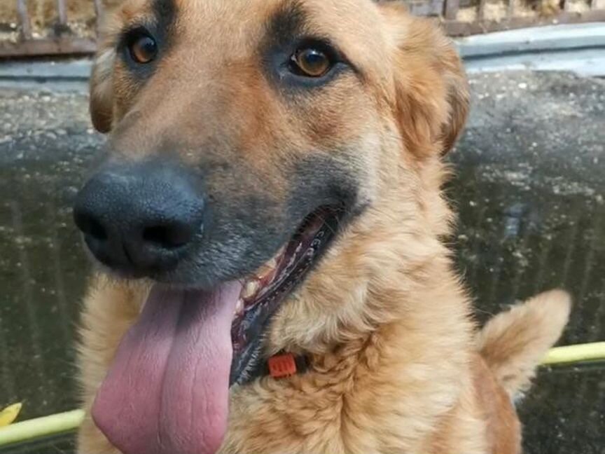 Метис бельгиской овчарки