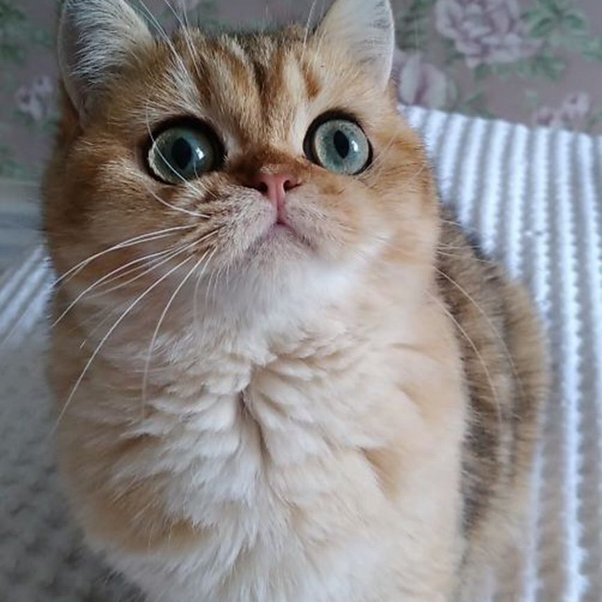 Котик золотая шиншилла