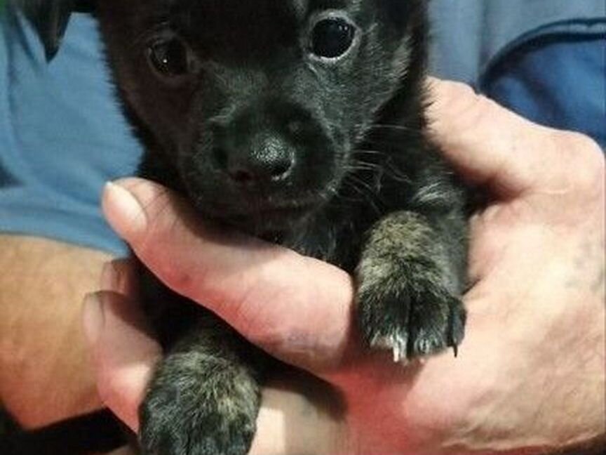 Маленькая собака чихуахуа