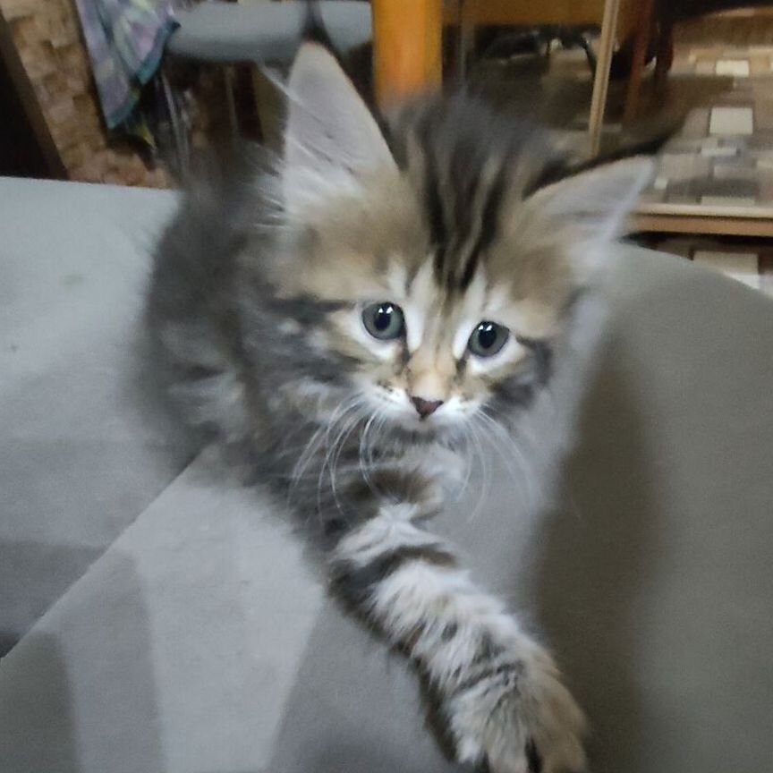 Мейн-кун котёнок