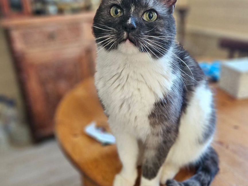 Ищет дом котик Маркотик