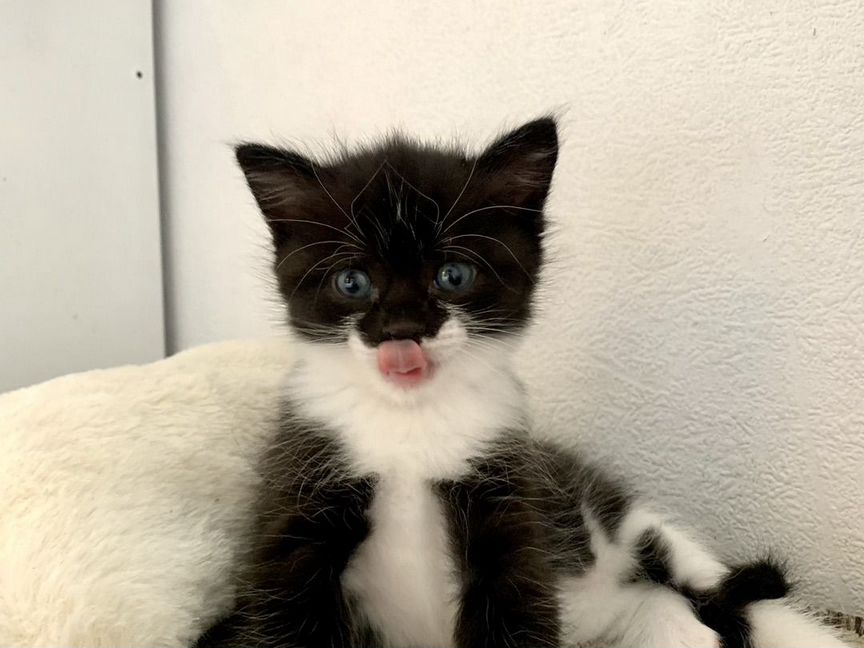 Котенок девочка в заботливые руки