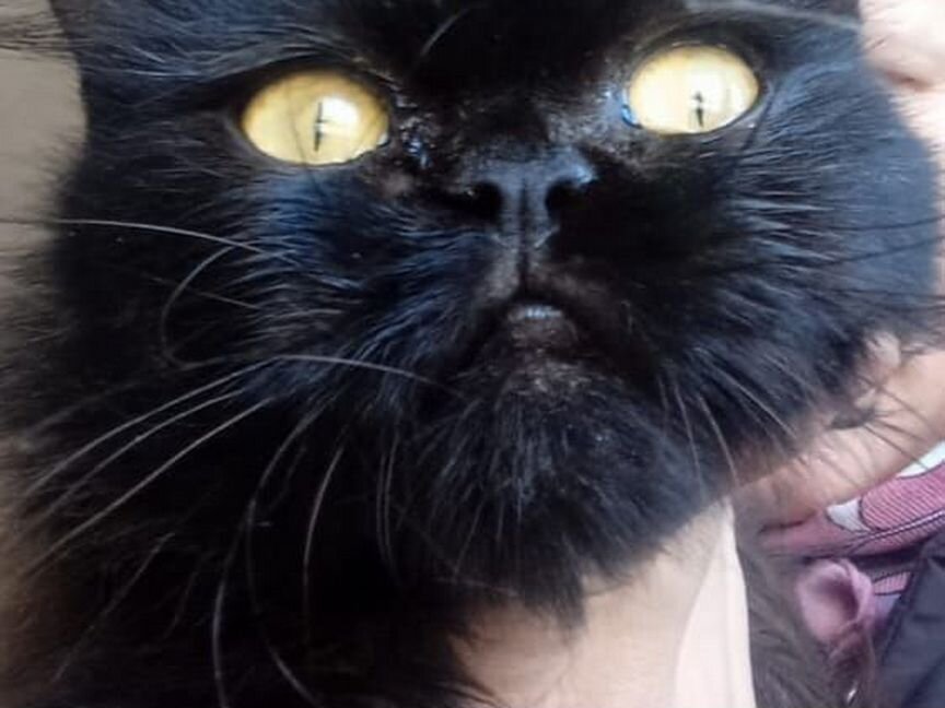 Британская чёрная пушистая кошка