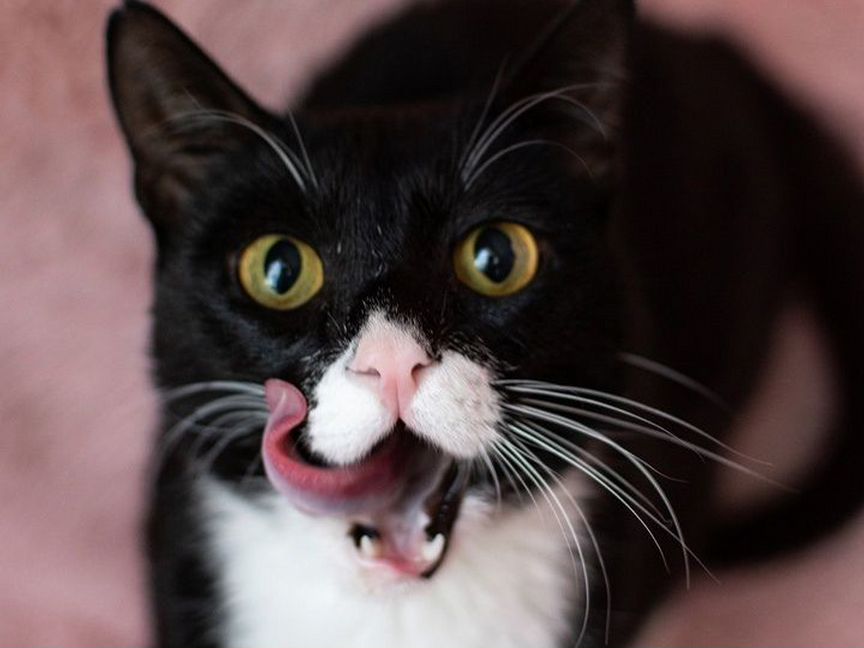 Юный шилопоп Витек