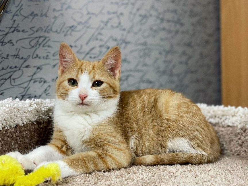 Ласковый котенок Абрикос ищет дом