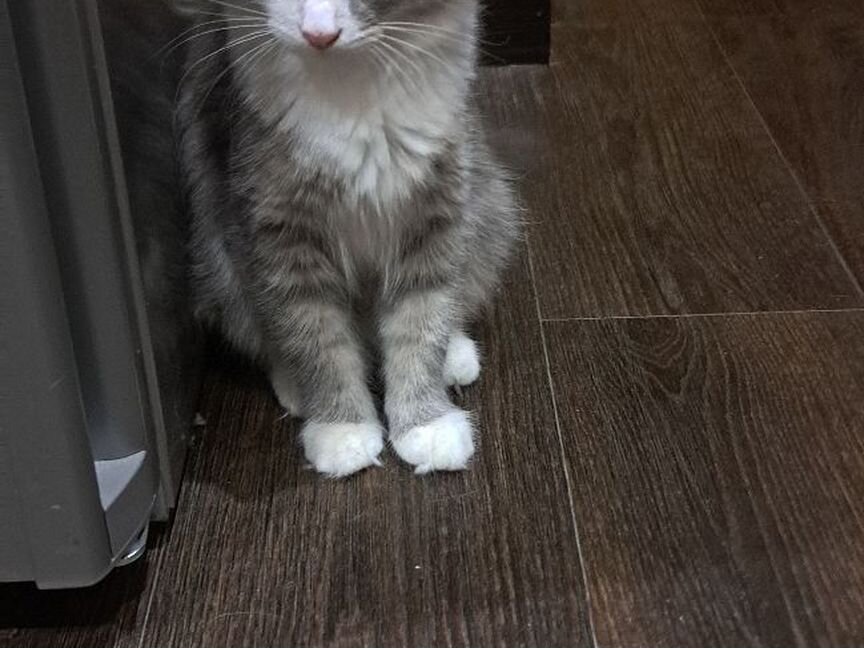 Кошка