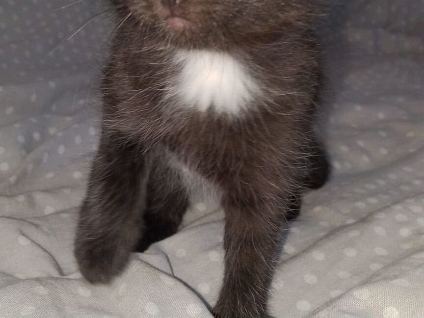 Котятки