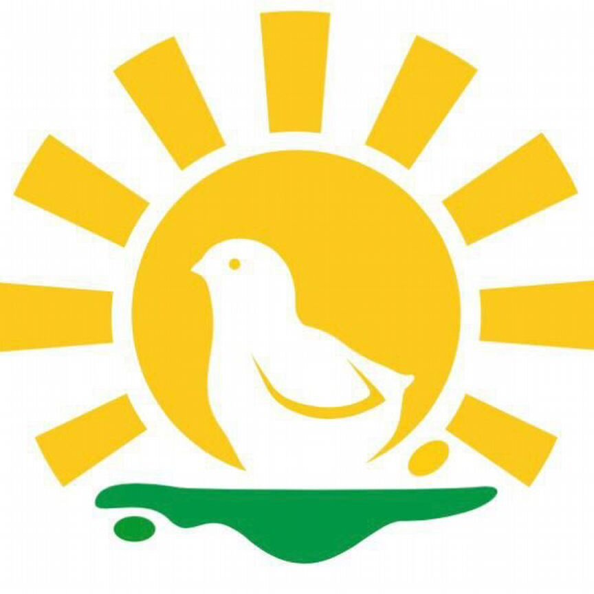 Инкубационное яйцо бройлера кобб 500 росс 308