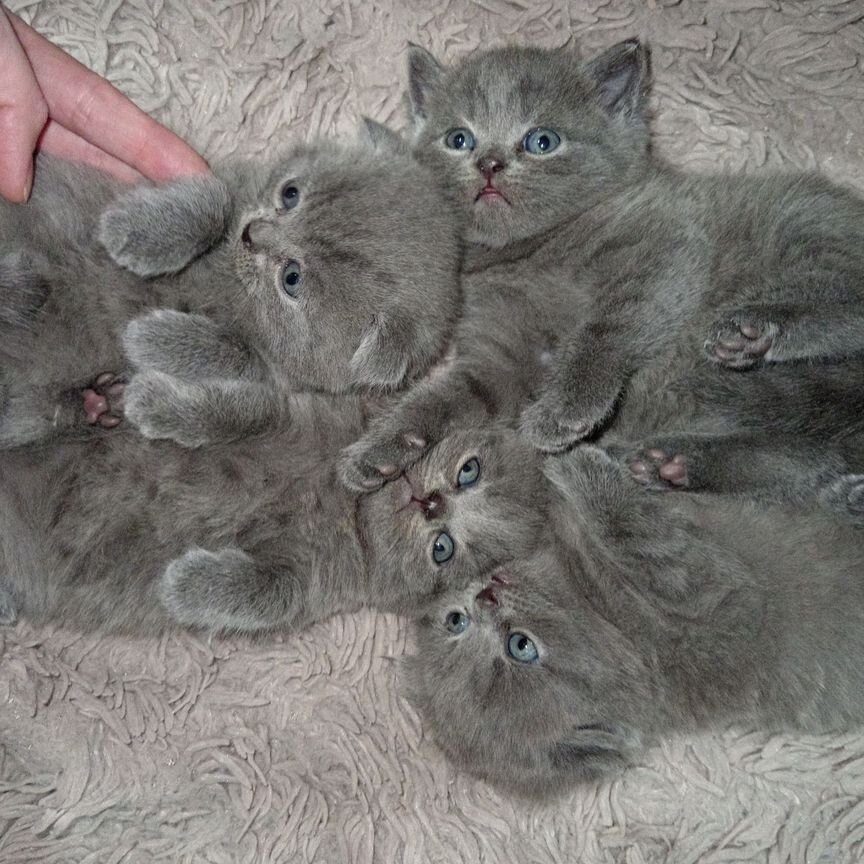 Шотландские котята