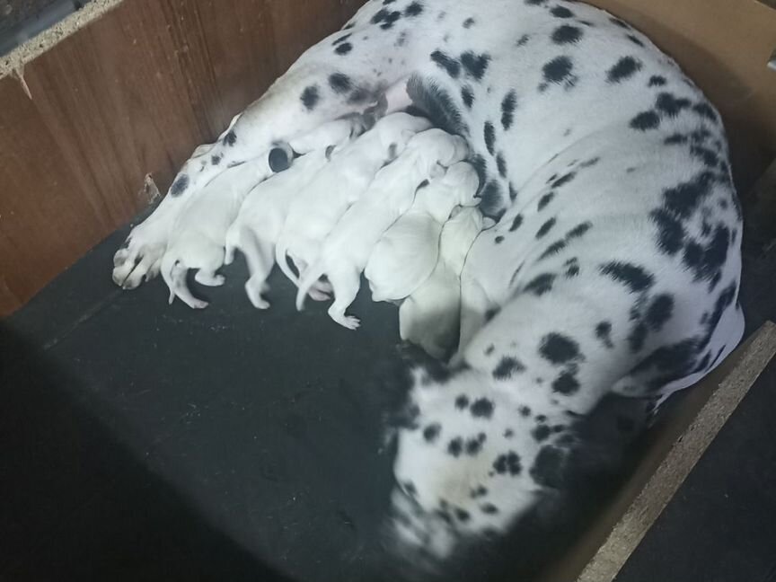 Щенки далматина