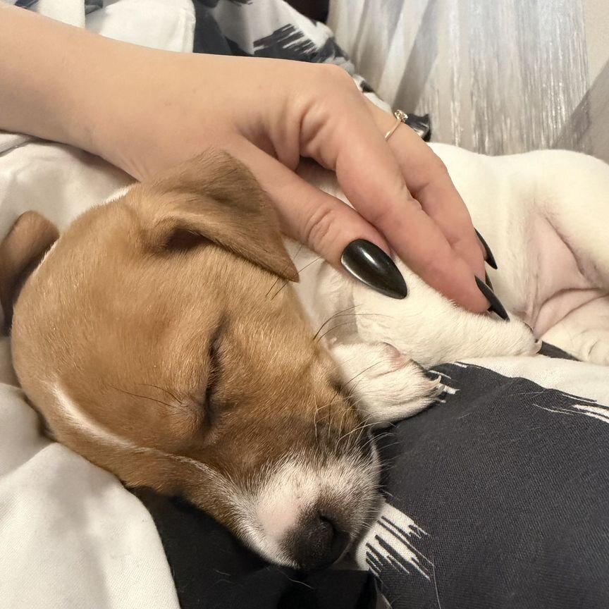 Джек-рассел-терьер, щенок