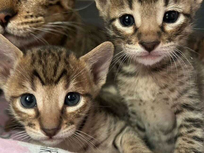 Котята саванна