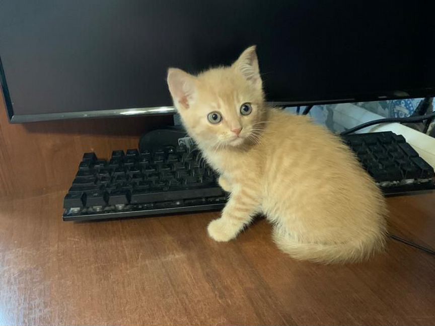 Котёнок от Шотландского кота