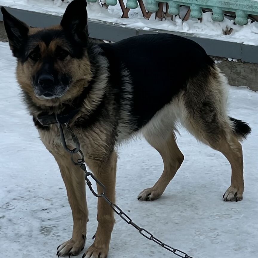 Немецкая овчарка, взрослая собака