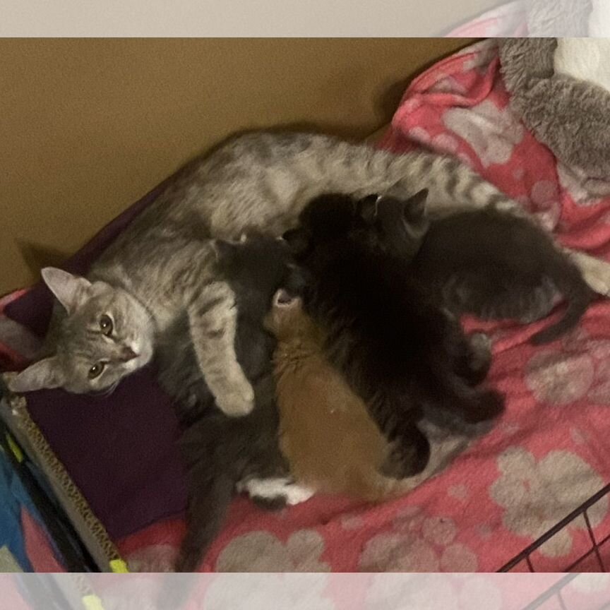 Котята в добрые руки
