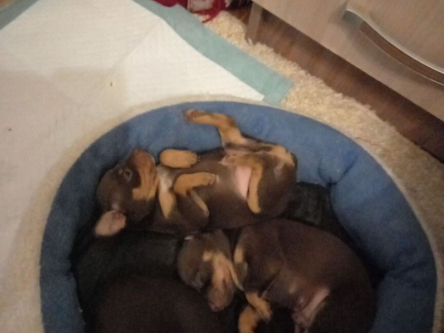 Щеночки той терьер