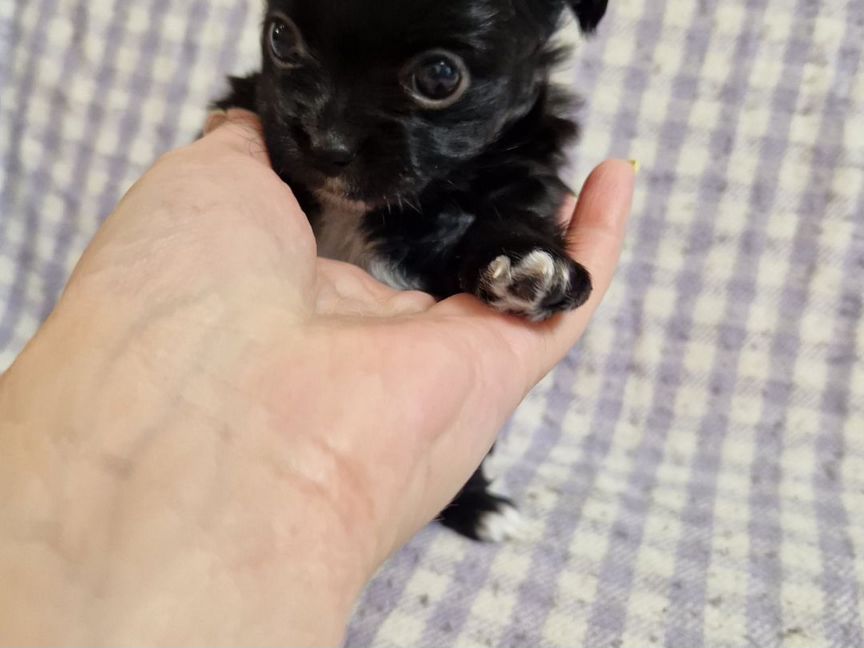 Щенки чихуахуа длинношерстные