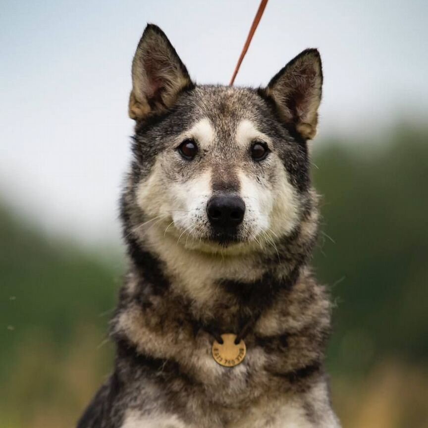 Хаски старичек Карлуша ищет дом