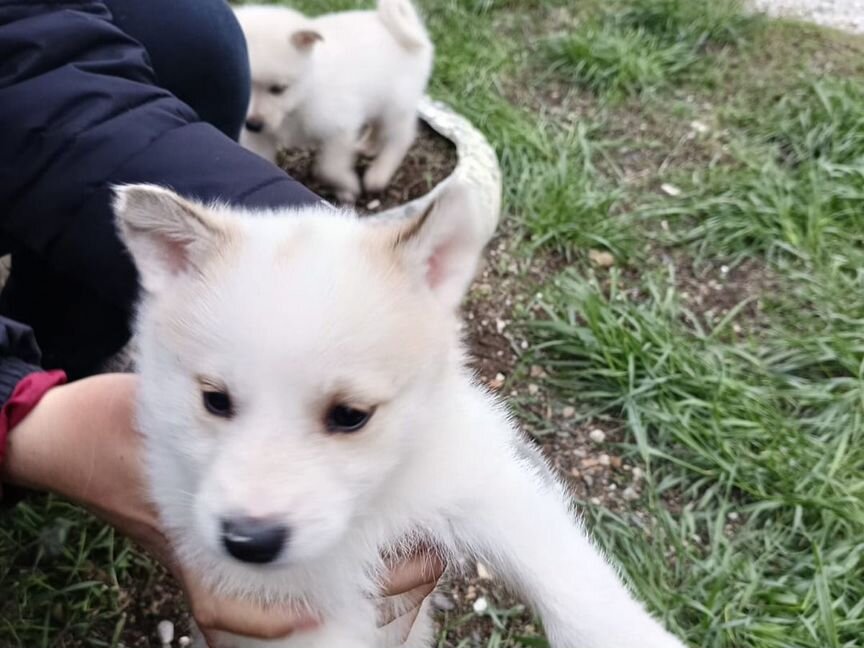 Щенки западно сибирской лайки