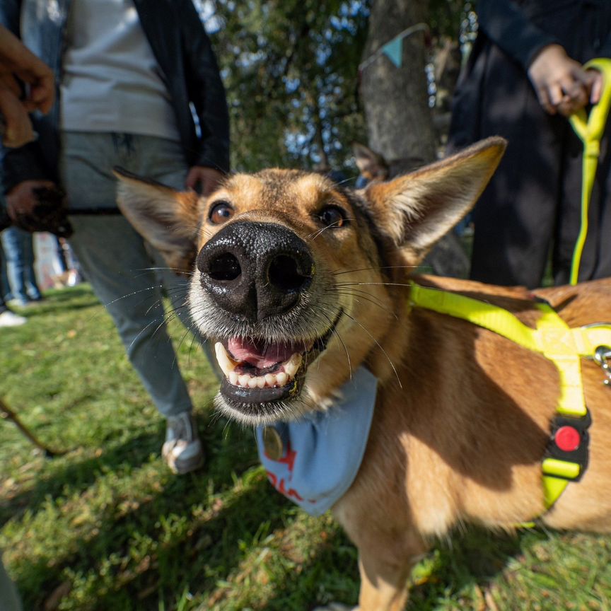Милая плюшечка в добрые руки