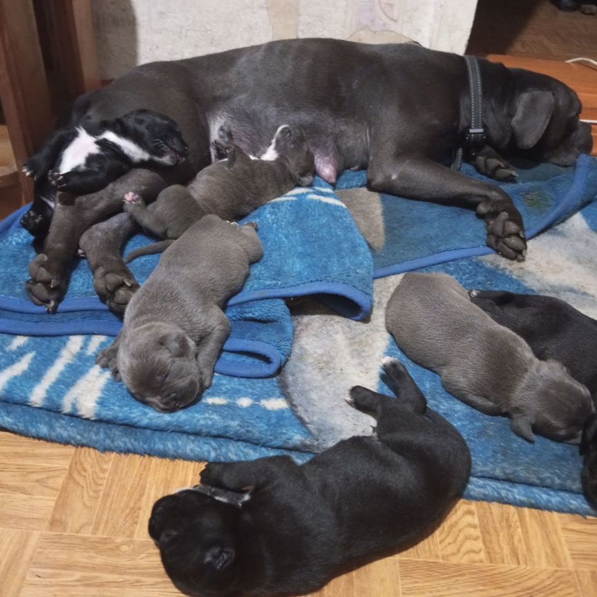 Щенки кане корсо