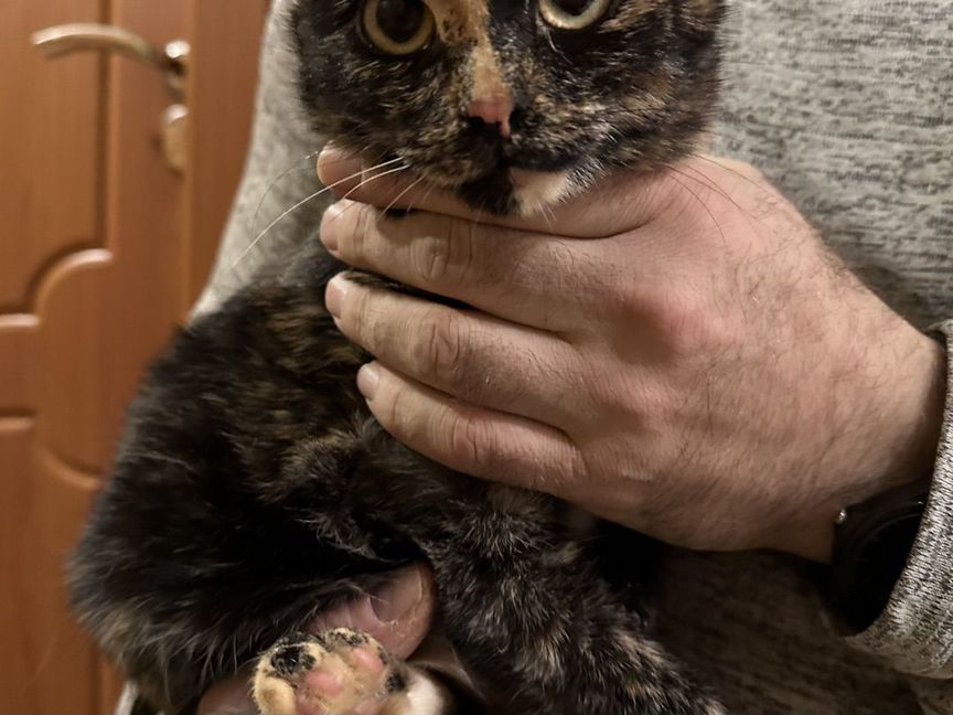 Супер ласковый котенок