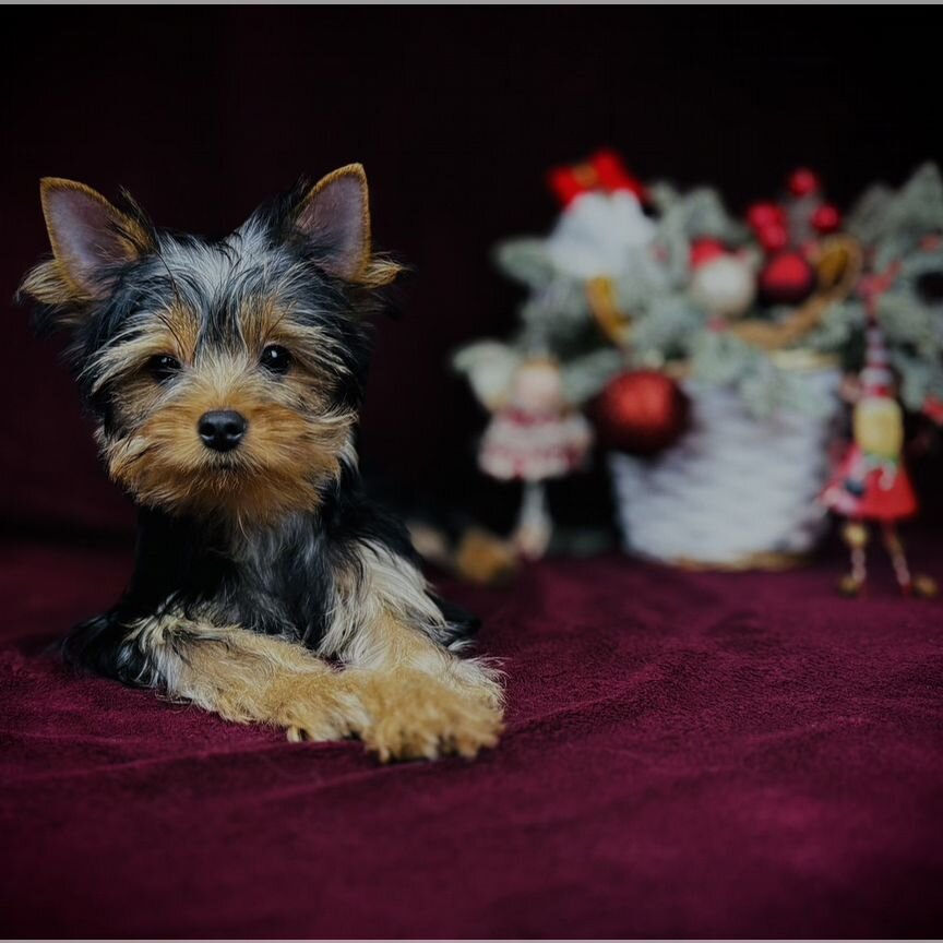 Йоркширский терьер, щенок