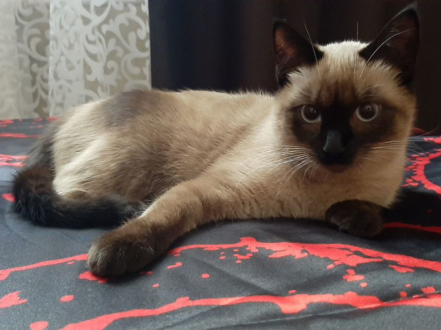 Кошечка ждет жениха. Вязка
