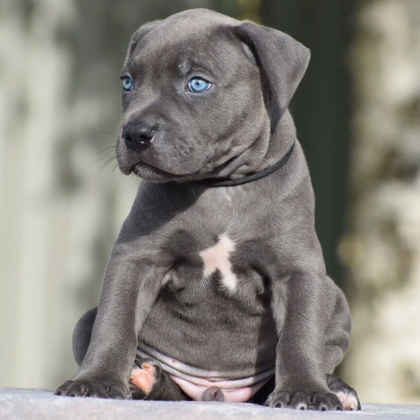 Голубоглазое сокровище